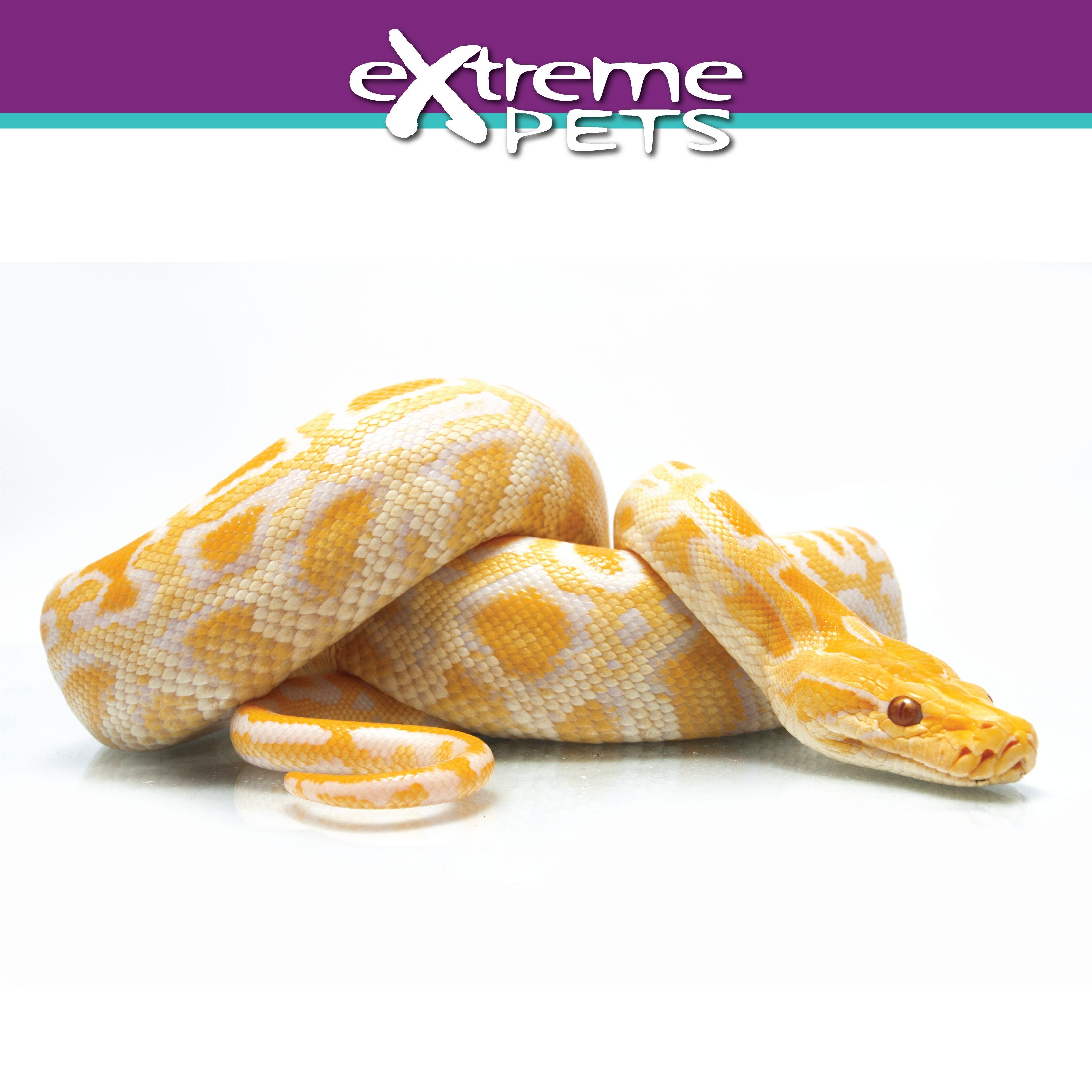 Pythons – www.extremepets.net.au