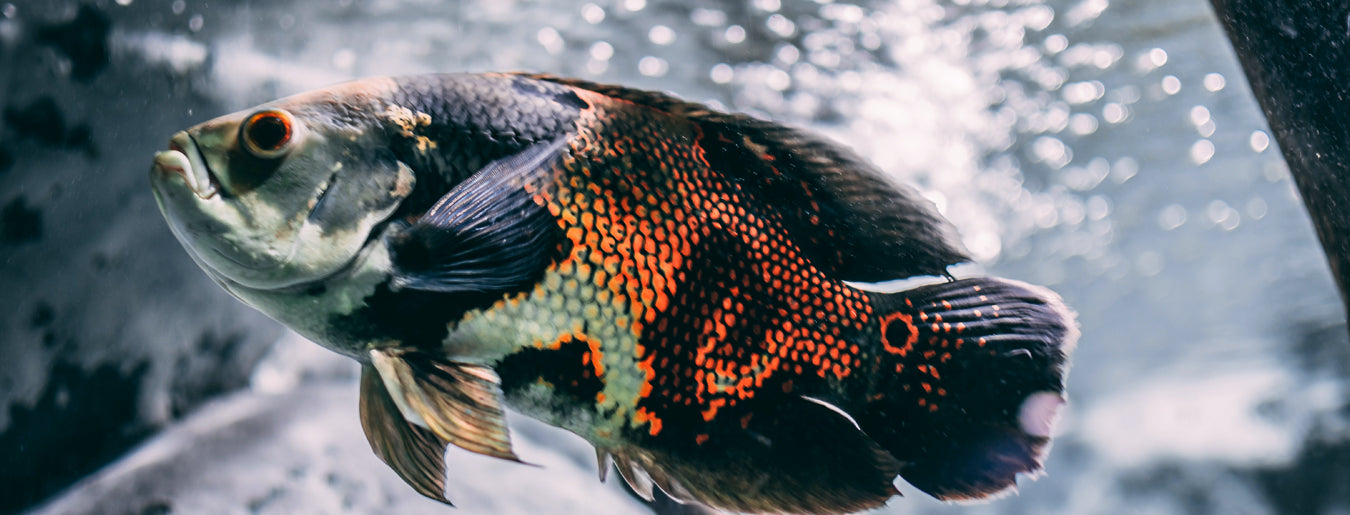 Extreme Pets – www.extremepets.net.au